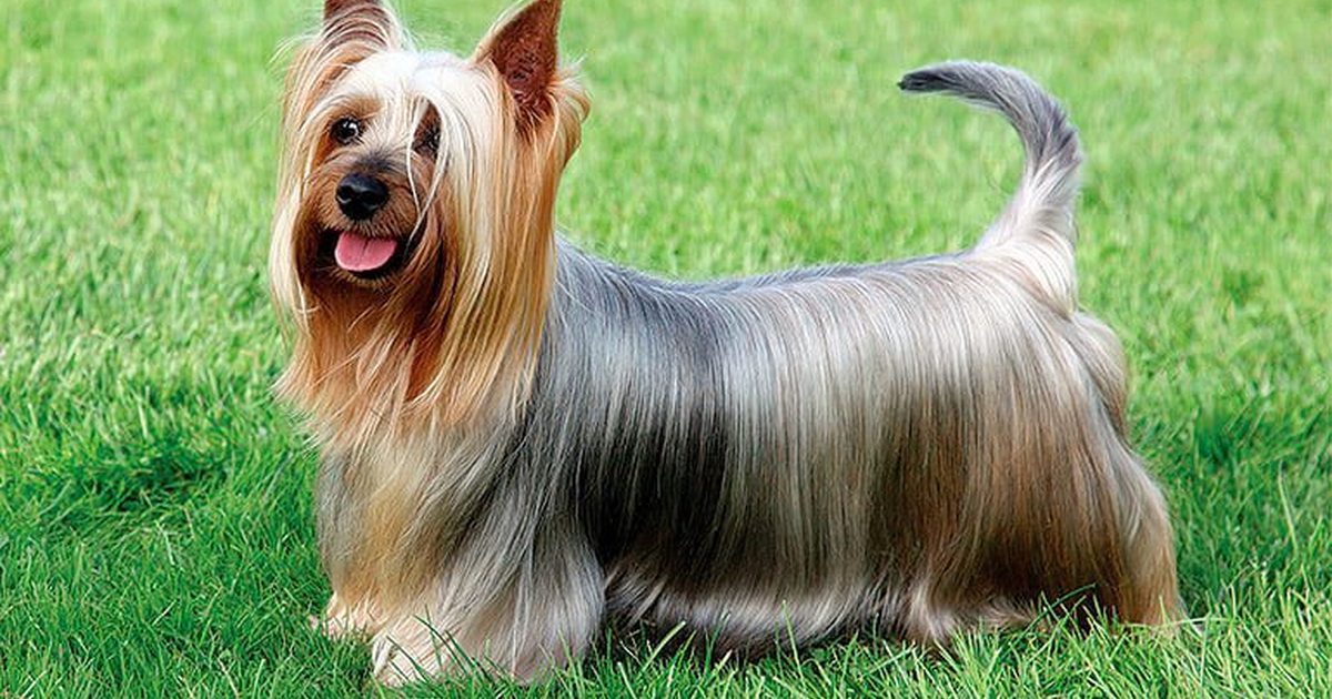 Características del Australian silky terrier | SoyUnPerro