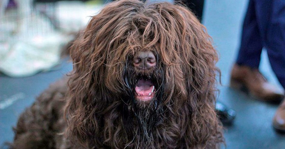 Barbet: Todo sobre el perro de agua francés | SoyUnPerro