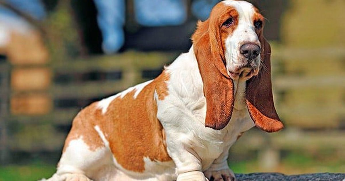 Información sobre la raza canina Basset Hound | SoyUnPerro