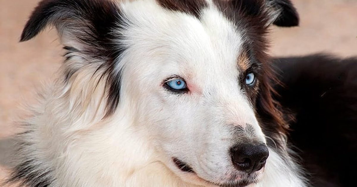 Border collie | SoyUnPerro