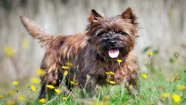 Cairn terrier | SoyUnPerro
