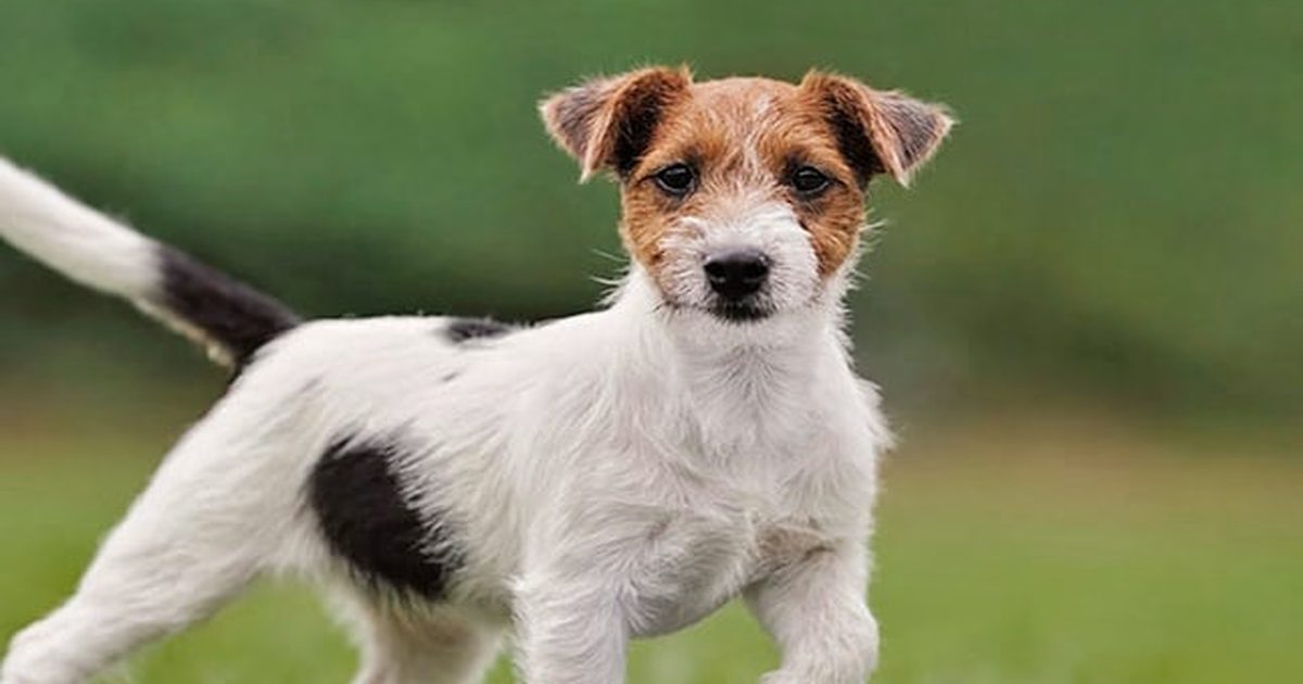 Jack Russell Terrier - Características, temperamento y fotos | SoyUnPerro