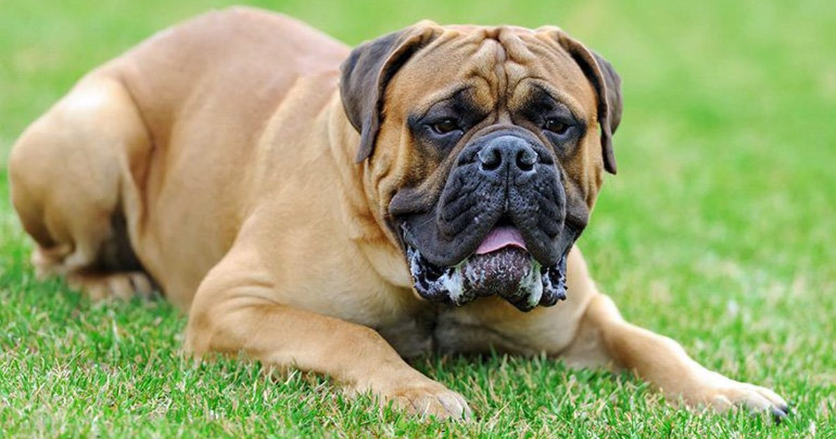 Mastiff | Carácter, tamaño y cuidados | SoyUnPerro
