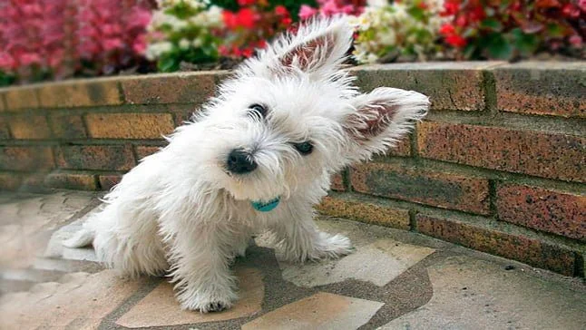 Características del West Highland White Terrier | SoyUnPerro