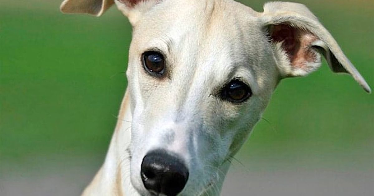 Whippet | Características, alimentación y cuidados | SoyUnPerro