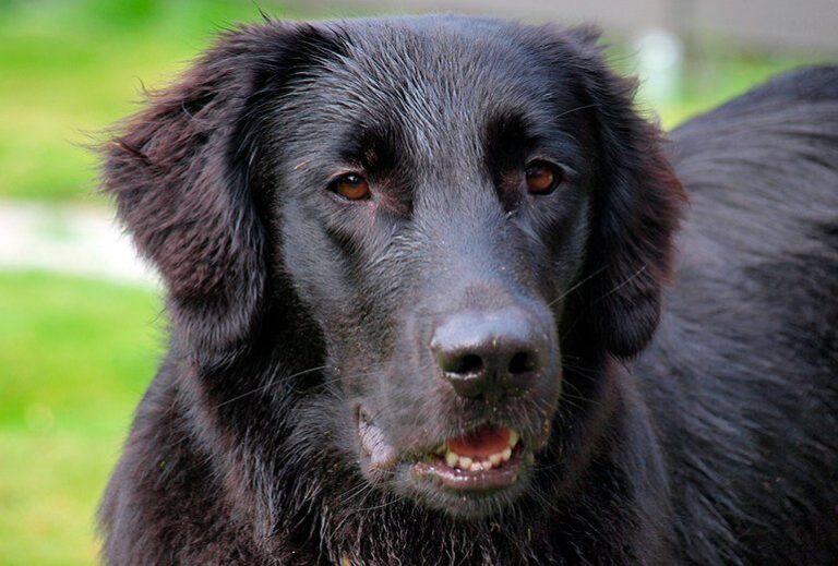 Flat Coated Retriever (Cobrador de pelo liso) - Información completa