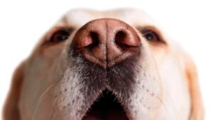 ¿Cómo se reproducen los perros? Explicado paso a paso