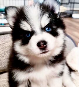 Pomsky - Características, temperamento y origen