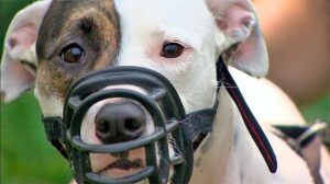 Cómo obtener una licencia PPP - Guía completa