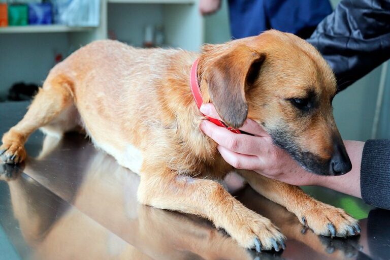 Microchip en perros ¿Qué es y cuál es su función?