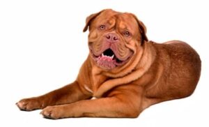 8 Razas de perros arrugados ¡Con Fotos!