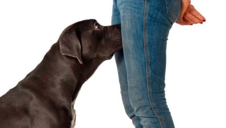 ¿Por qué los perros se quedan pegados al aparearse?