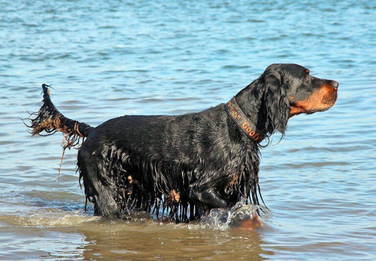 Gordon Setter - Características de la raza y consejos