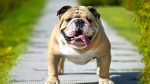 Callos en perros ¿Cómo eliminarlos?