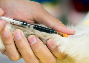 Anemia hemolítica en perros - Diagnóstico y tratamiento