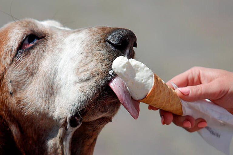 Cómo hacer un helado para perros