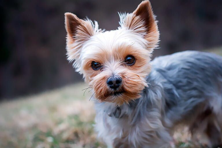 Características y temperamento del Yorkshire Terrier