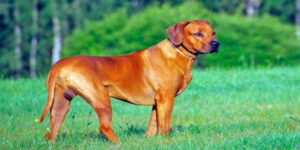 Rhodesian Ridgeback - Crestado rodesiano