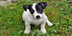 Guía del Ratonero Valenciano ¡Descúbre la raza!