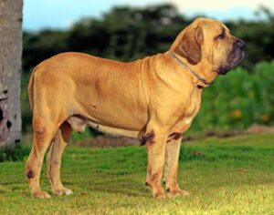 Ficha completa sobre el perro Fila Brasileño: Cuidados, carácter y consejos!