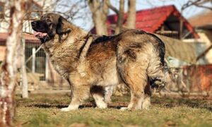 Pastor del Caúcaso | Tamaño, carácter y cuidados