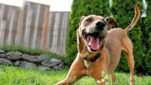 ¿Por qué mi Perro se emociona al verme?