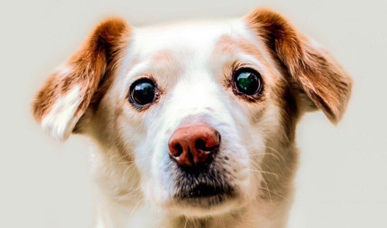 ¿Por qué mi perro tiene manchado debajo del ojo? Causas y soluciones