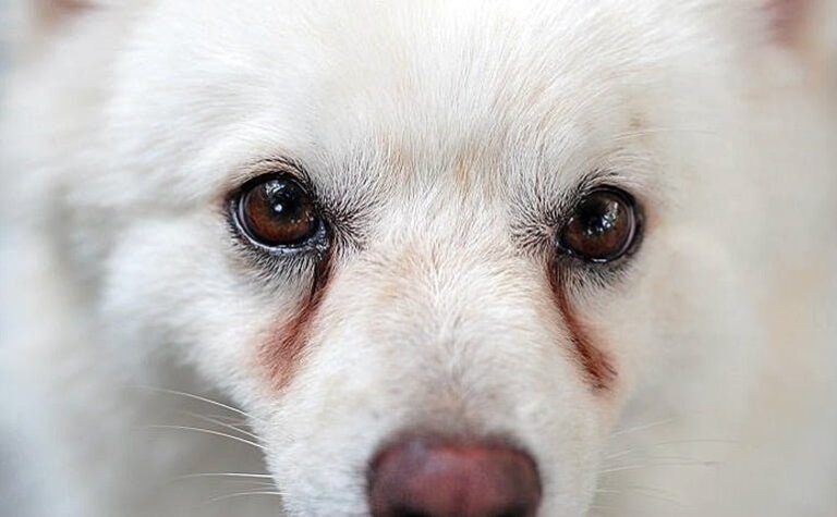 ¿Por qué mi perro tiene manchado debajo del ojo? Causas y soluciones