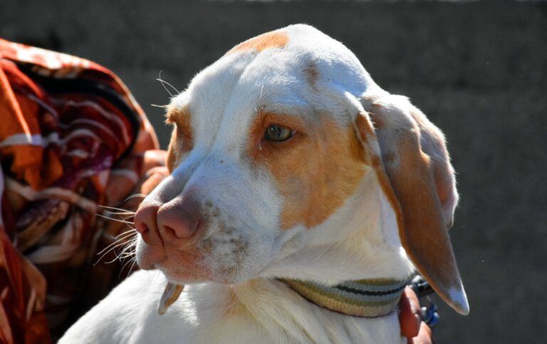 7 Razas de perro en peligro de extinción
