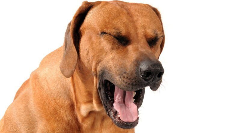 Traqueítis en perros - Síntomas, duración y tratamiento