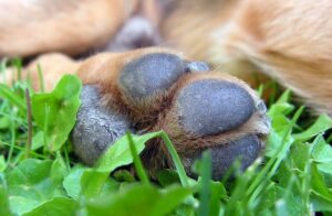 Pododermatitis en perros - Síntomas y tratamiento