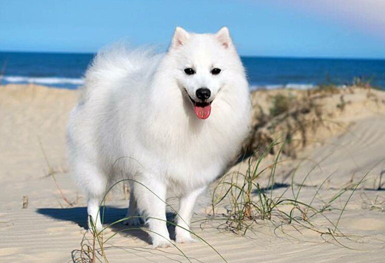 Razas de perros Asiáticos ¿las conoces?