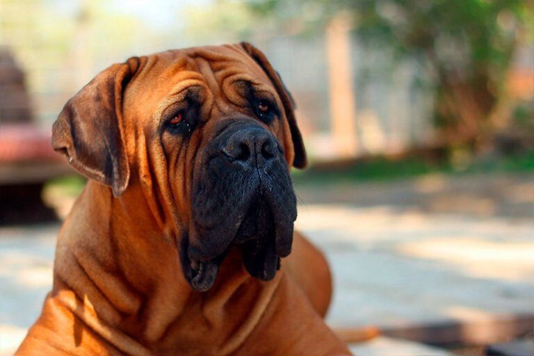 8 Tipos de perro Mastín y sus características
