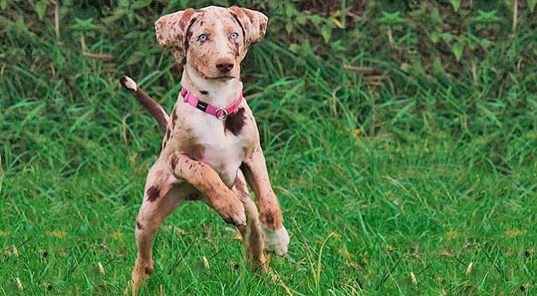 12 Razas de perro Americanas con fotos y características