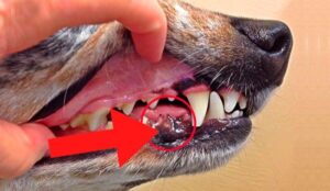 Melanoma canino | Tipos, síntomas y tratamiento