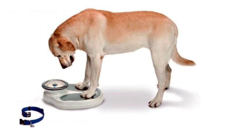 Cómo saber si un perro tiene sobrepeso