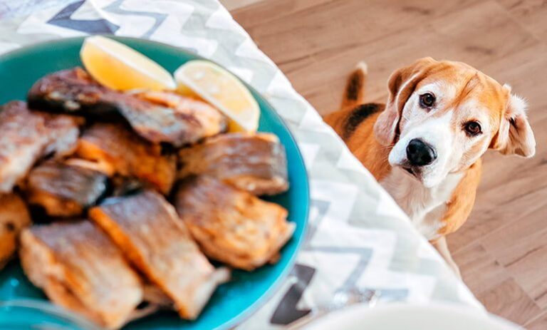 ¿Qué puedo hacer si mi Perro siempre tiene hambre?