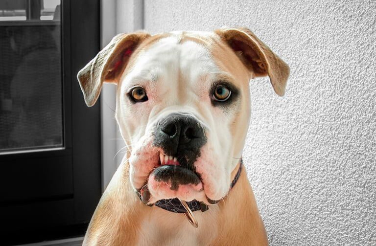 ¿Por qué hay gente con Miedo a los Perros? Cinofobia