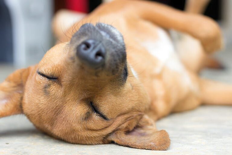 Cómo saber si mi Perro está cansado