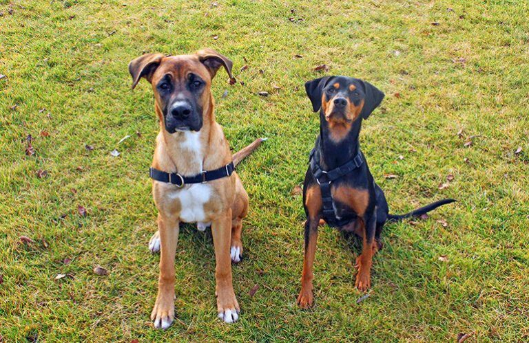 Ventajas de adoptar un Perro sin Raza (mestizo)