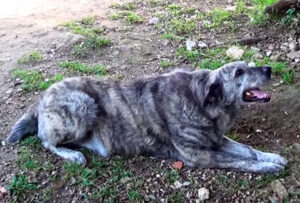 ¿Cómo es un Dogo sardo? Características y salud