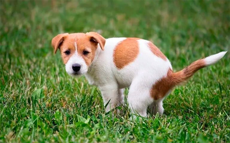 Cómo enseñar al cachorro a defecar fuera de casa