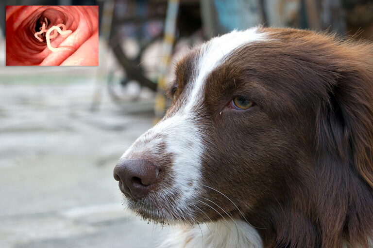 Dipylidium caninum y tenia en Perros