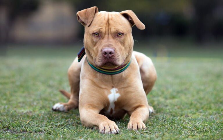 Cómo adiestrar a un Pitbull - Guía y consejos prácticos