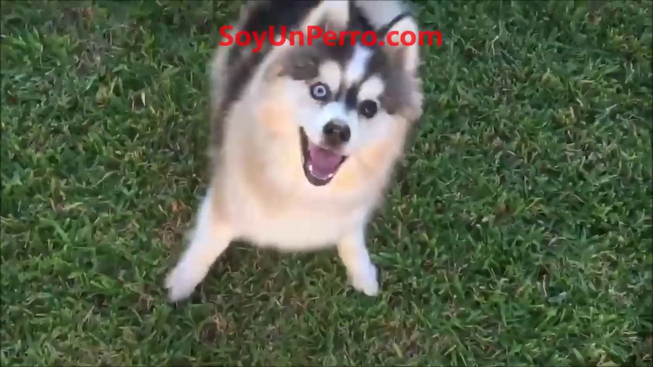 Pomsky - Características, temperamento y origen